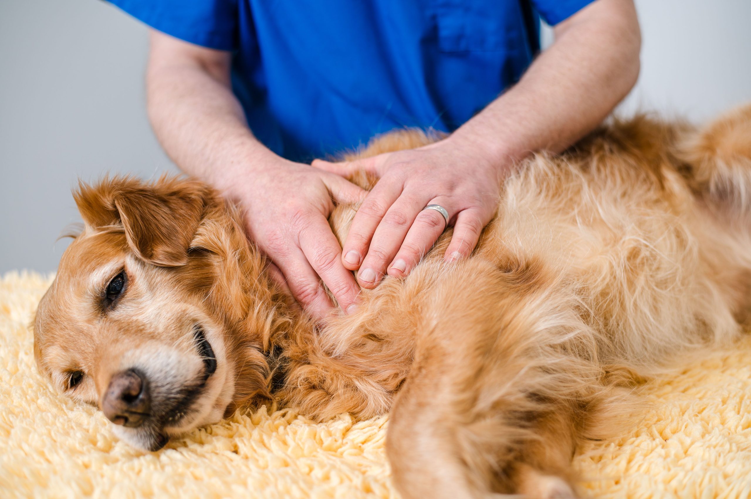How can I tell if my pet is in pain? |Vet Pain Managment| Pet Pain ...